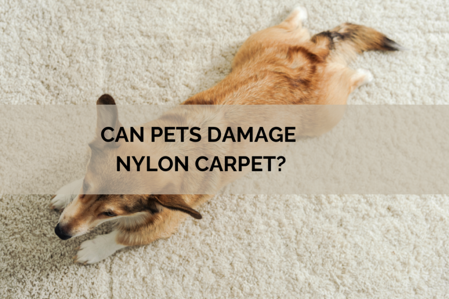 Can Pets Damage Nylon Carpet? | 50Floor